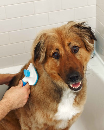 Do’s and Don’ts of Dog Grooming at Home - Dog Grooming Tools – Pet Honesty