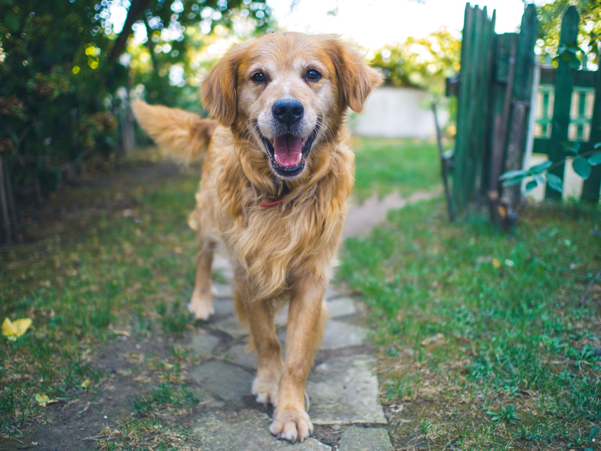 5 Common Dog Behaviors and What They Might Mean – Pet Honesty