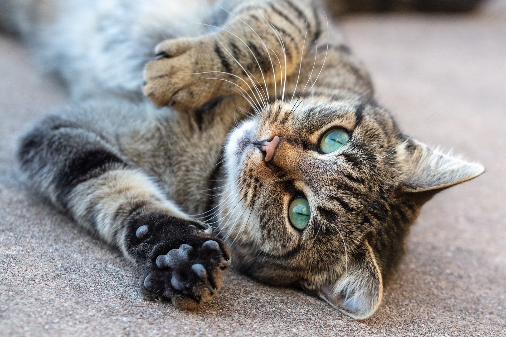 Declawing Cats: Why It’s Not a Good Idea - Updated 2023 – Pet Honesty