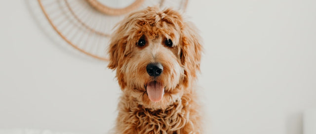 Pet Safety Tips: How To Prep A Dog First Aid Kit – Pet Honesty