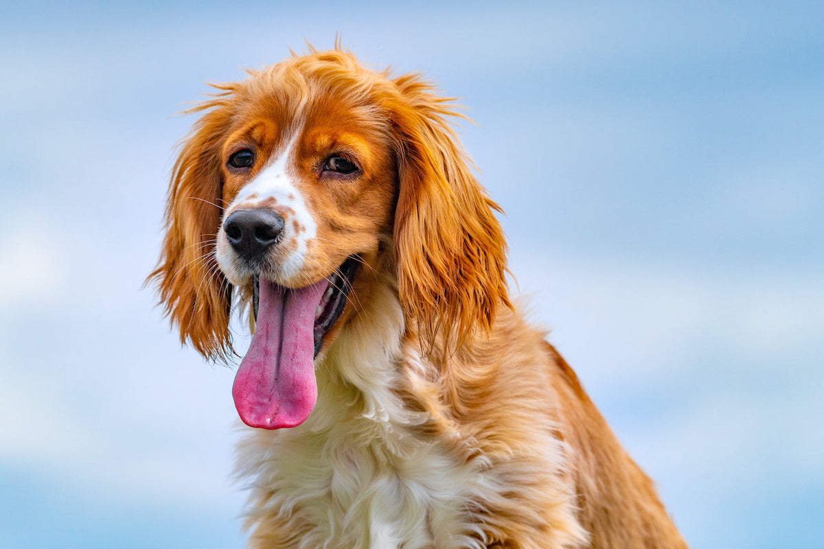 Dog Hyperventilating: Common Causes and Treatment Options – Pet Honesty