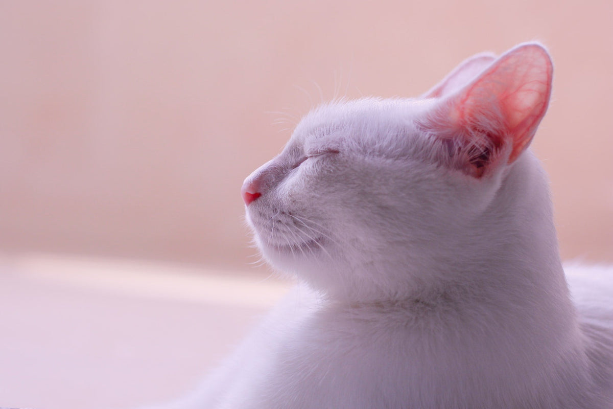Common Ear Problems in Cats: Causes, Symptoms, and Care – Pet Honesty