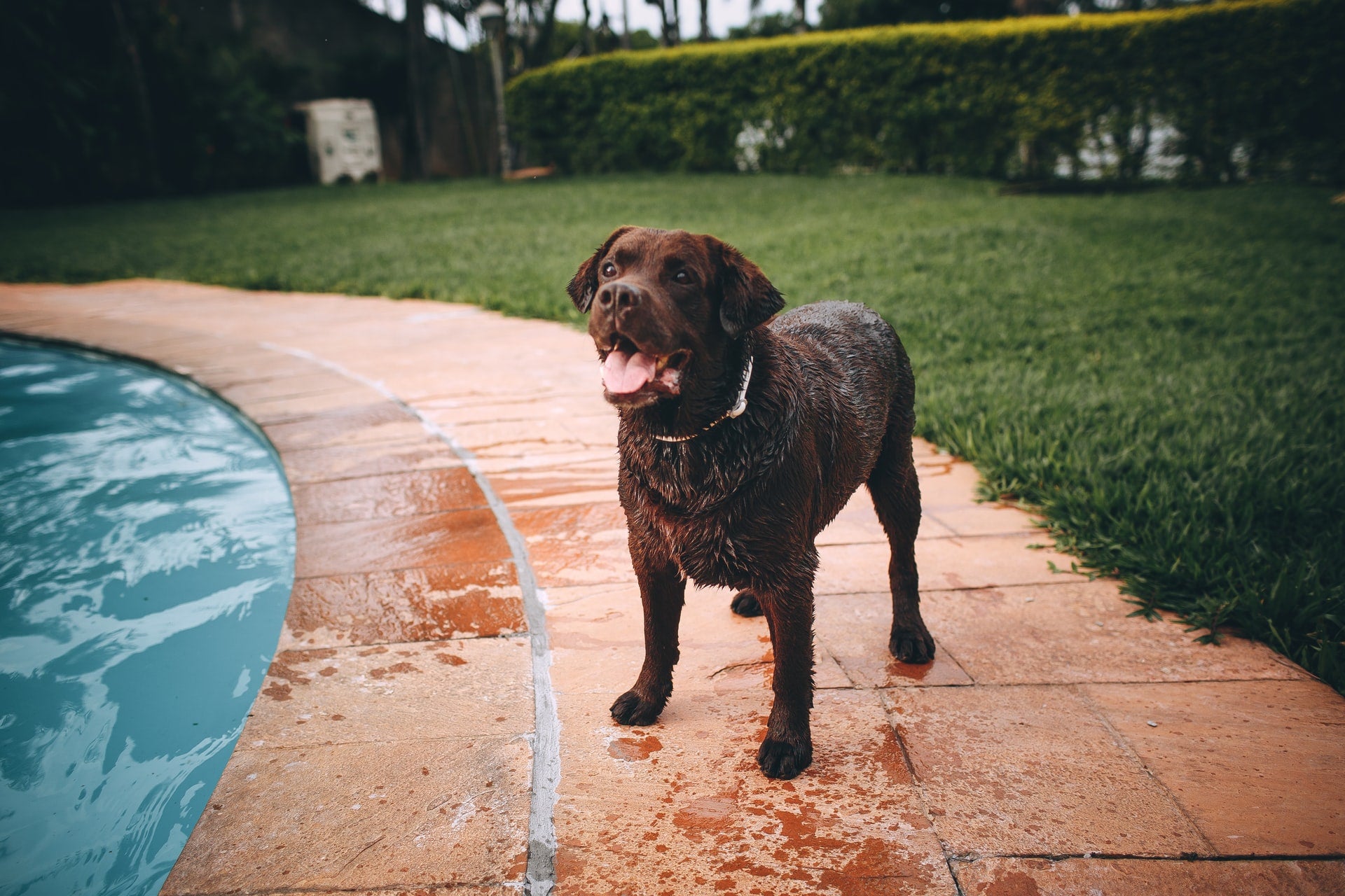 Can All Dogs Swim? - Updated 2023 – Pet Honesty
