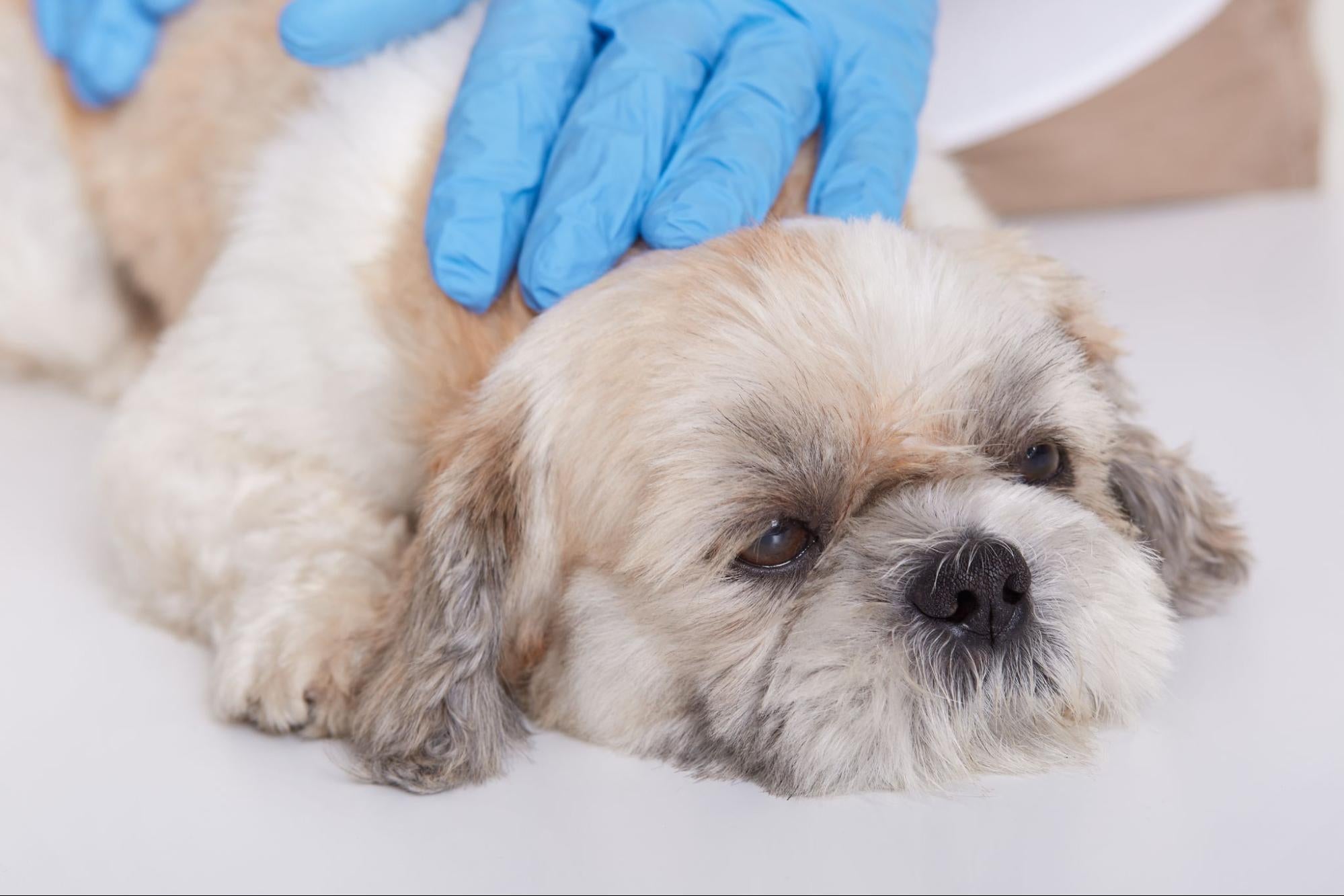 Seborrhea in Dogs: What Cause It, Symptoms and How to Treat It – Pet ...