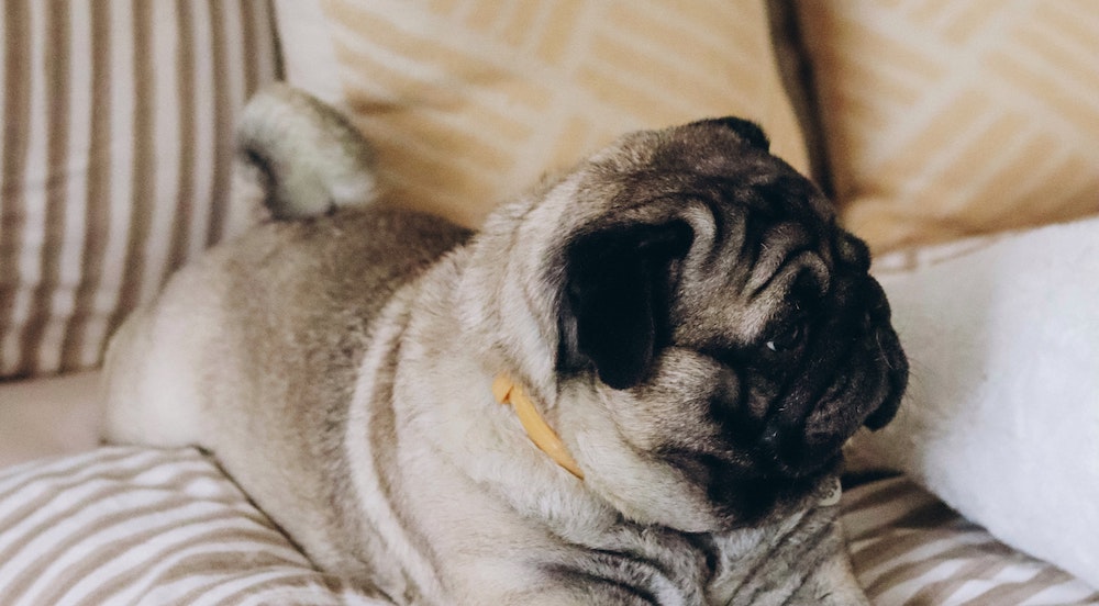 Advice From Dr. Lindsey: Corkscrew Tail in Dogs - Updated 2023 – Pet ...