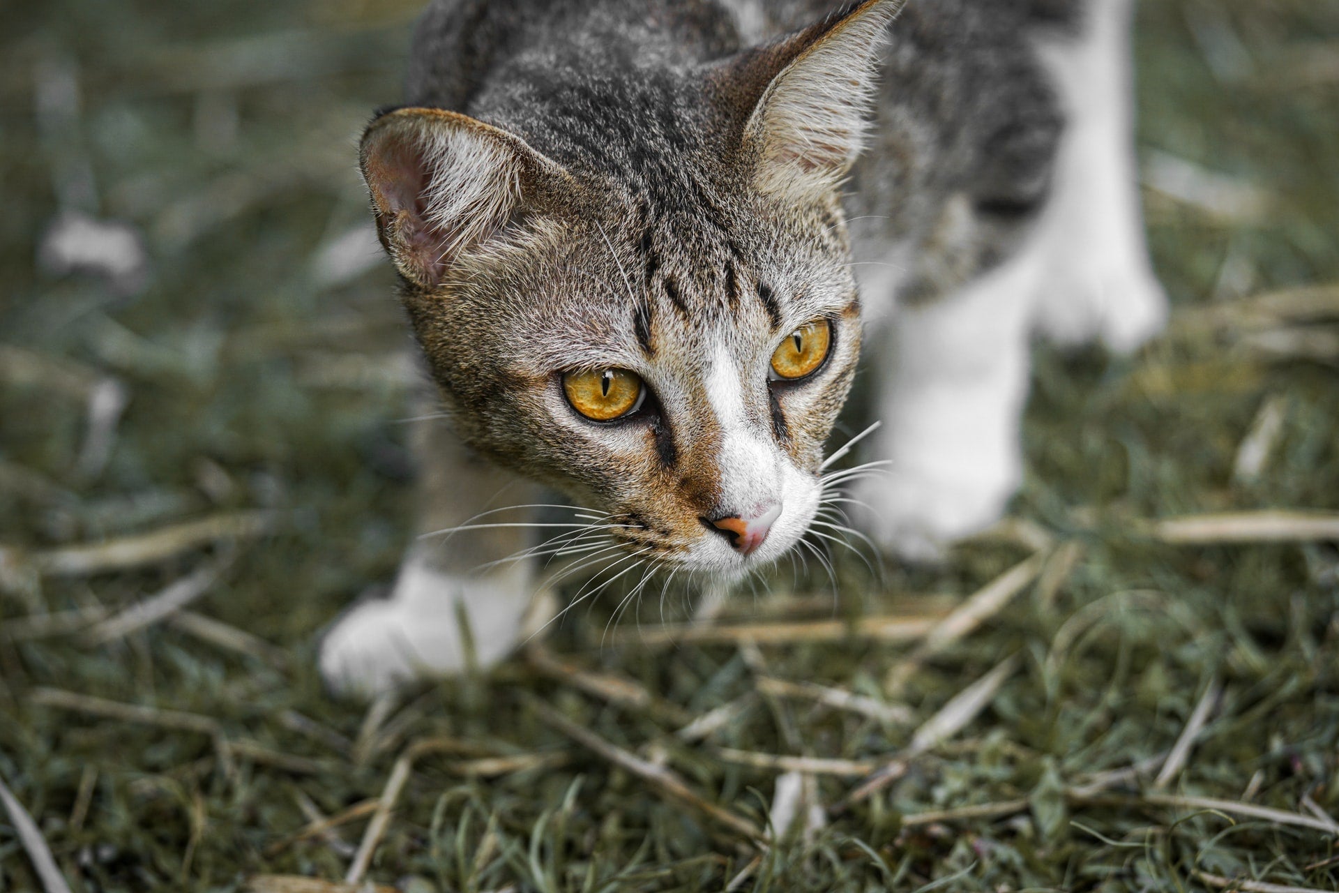 Understanding Your Cat’s Prey Drive – Pet Honesty