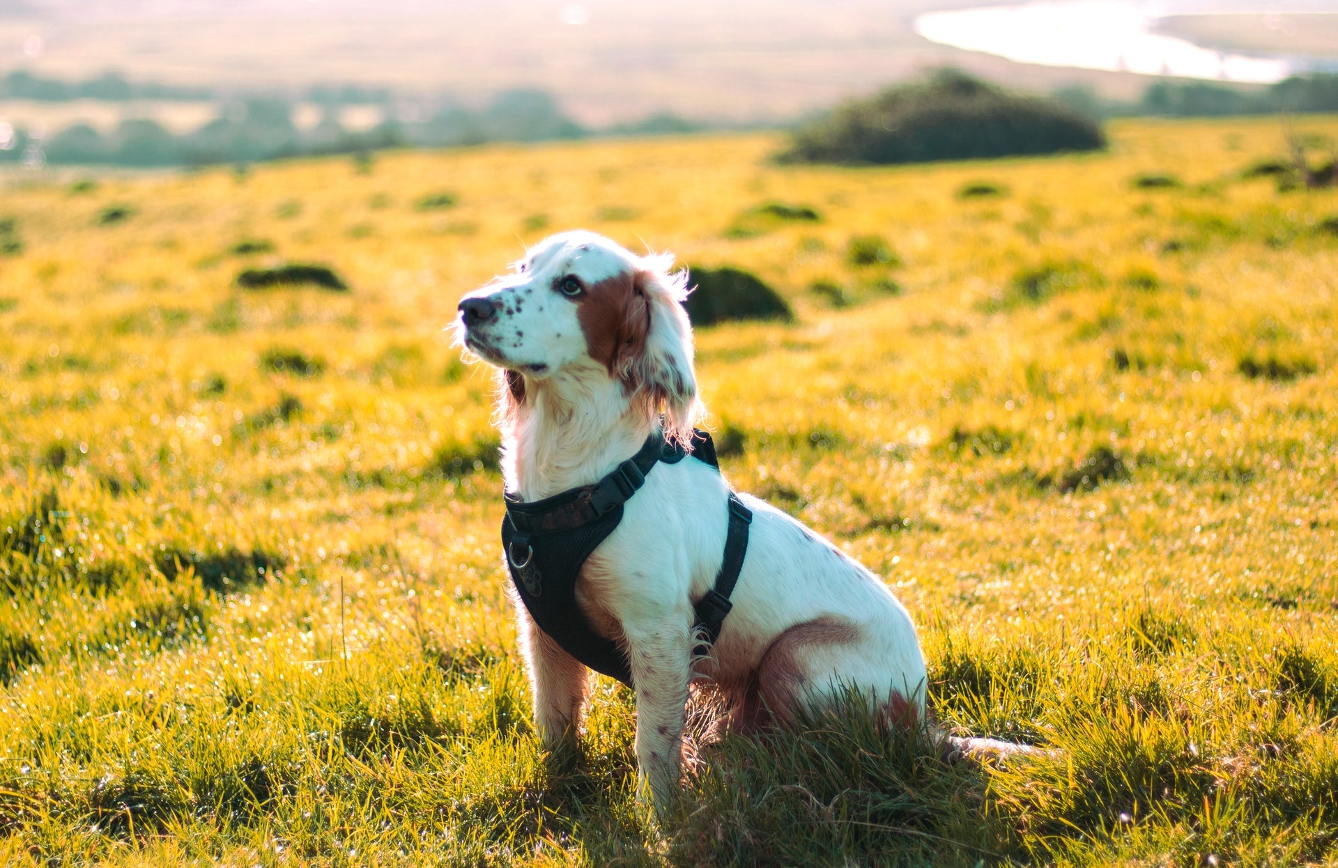 Immune Deficiency in Dogs - Updated 2023 – Pet Honesty