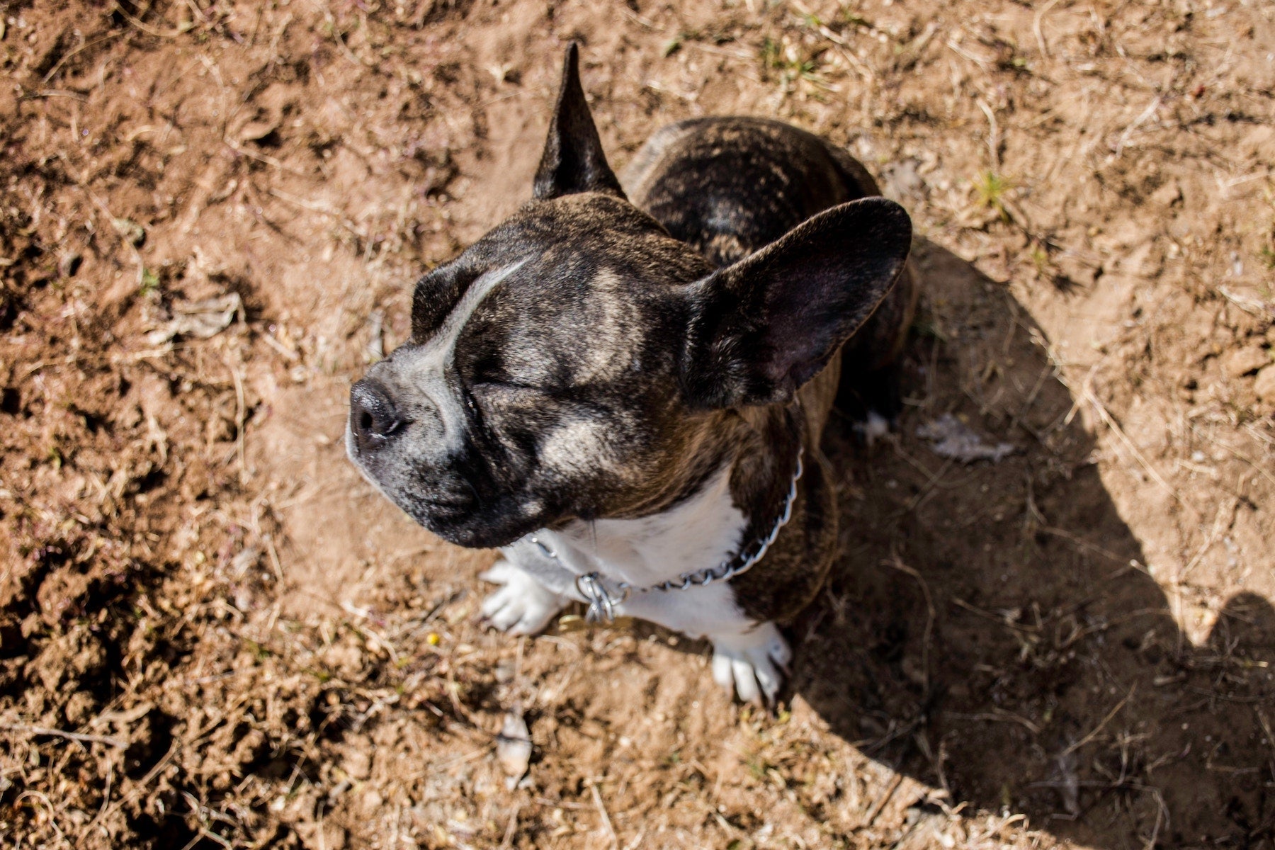 Why Do Dogs Eat Dirt? The Dirty Truth About Pica in Dogs – Pet Honesty