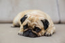 My Dog is Vomiting Yellow: What to Do? - Updated 2023 – Pet Honesty