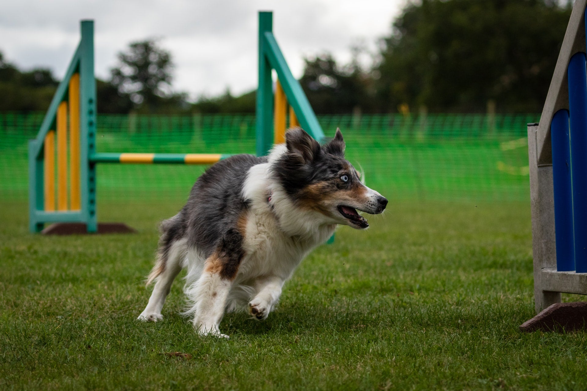 How to Build Your Own Agility Course for Dogs - Updated 2023 – Pet Honesty