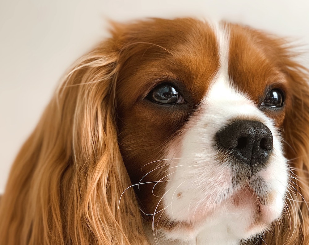Dog Scooting: Causes & Solutions - Updated 2023 – Pet Honesty