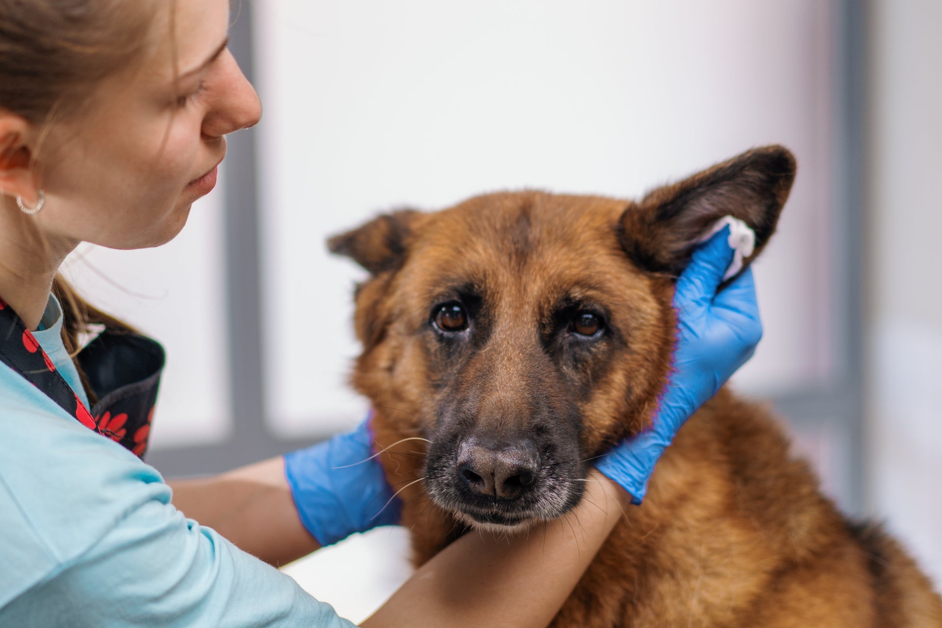 A Comprehensive Guide to Treating Ear Mites in Dogs | Pet Honesty