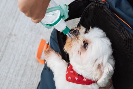 Is Your Dog Dehydrated? 9 Proven Ways to Rehydrate a Dog | Pet Honesty