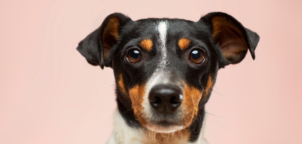 Advice From Dr. Lindsey: Open Fontanelle - Updated 2023 – Pet Honesty