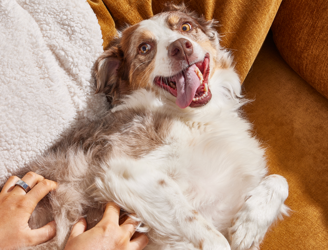 ABOUT US – Pet Honesty