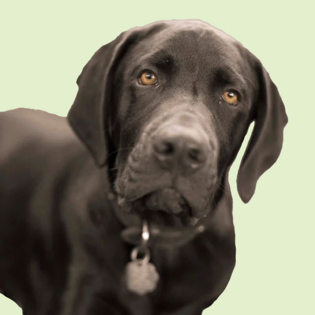 ABOUT US – Pet Honesty