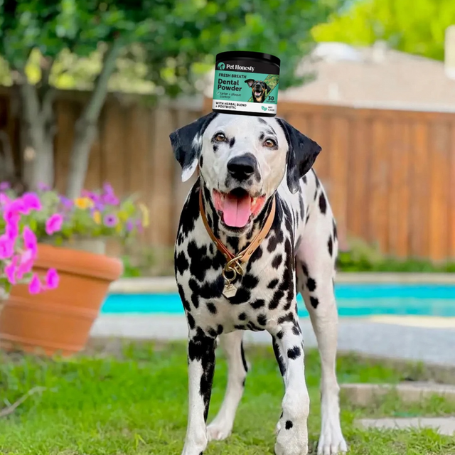 Seborrhea in Dogs: What Cause It, Symptoms and How to Treat It – Pet ...