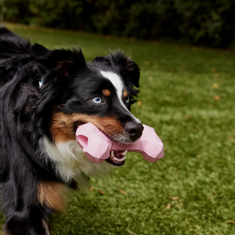 Dog Hyperventilating: Common Causes and Treatment Options – Pet Honesty