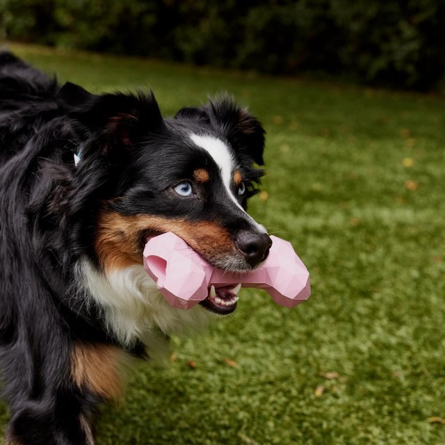 4 Types of Dog Mites and How to Treat Them | PetHonesty – Pet Honesty