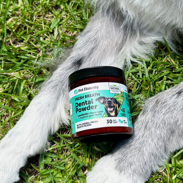 Is Your Dog Dehydrated? 9 Proven Ways to Rehydrate a Dog | Pet Honesty