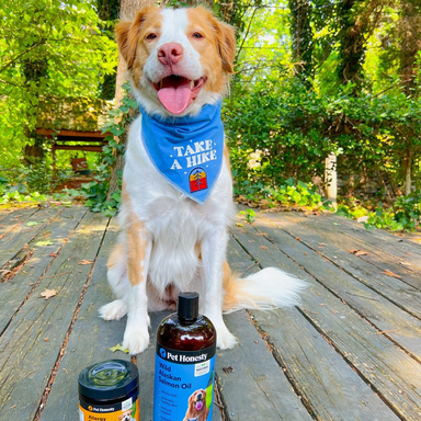 Is Your Dog Dehydrated? 9 Proven Ways to Rehydrate a Dog | Pet Honesty