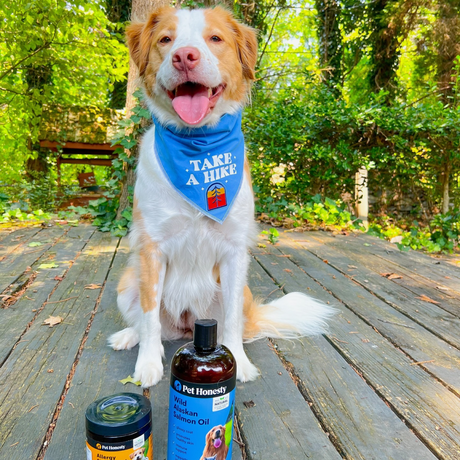 Is Your Dog Dehydrated? 9 Proven Ways to Rehydrate a Dog | Pet Honesty